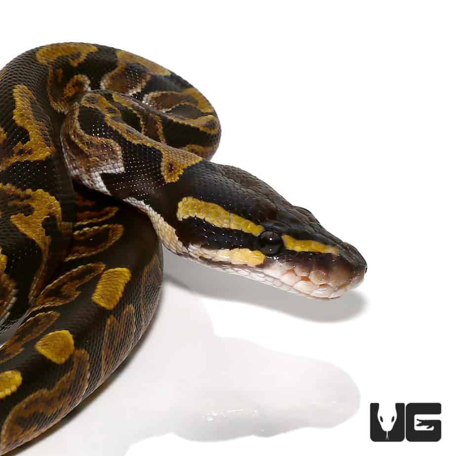 Baby Ball Pythons For Sale - Underground Reptiles