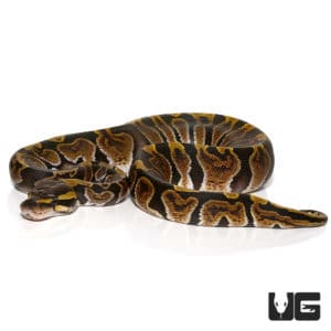 Baby GHI Ball Python (Python regius) For Sale - Underground Reptiles
