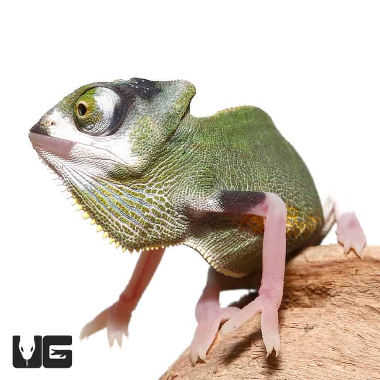 Lizards For Sale - Underground Reptiles