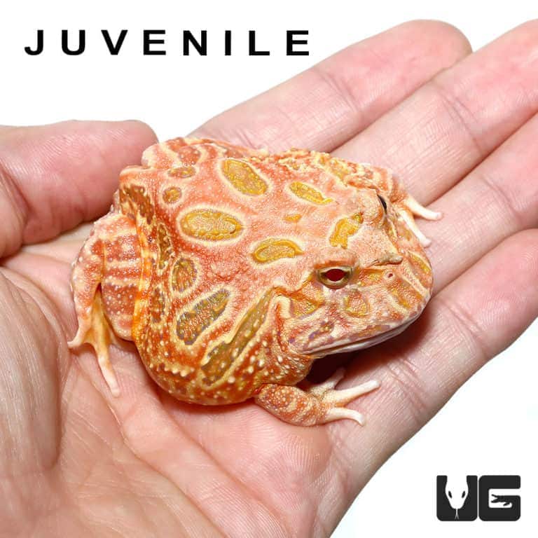 Raspberry Pacman Frogs (Ceratophrys cranwelli) For Sale - Underground ...