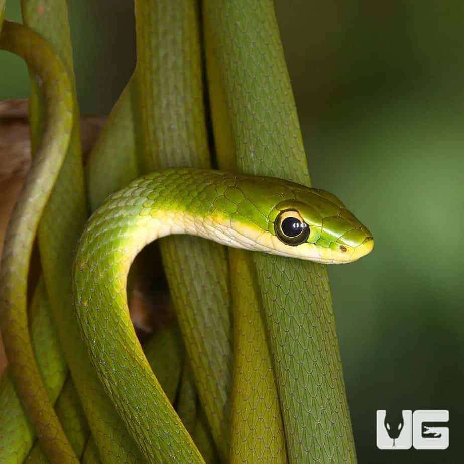 Rough Green Snake (Opheodrys aestivus) For Sale - Underground Reptiles
