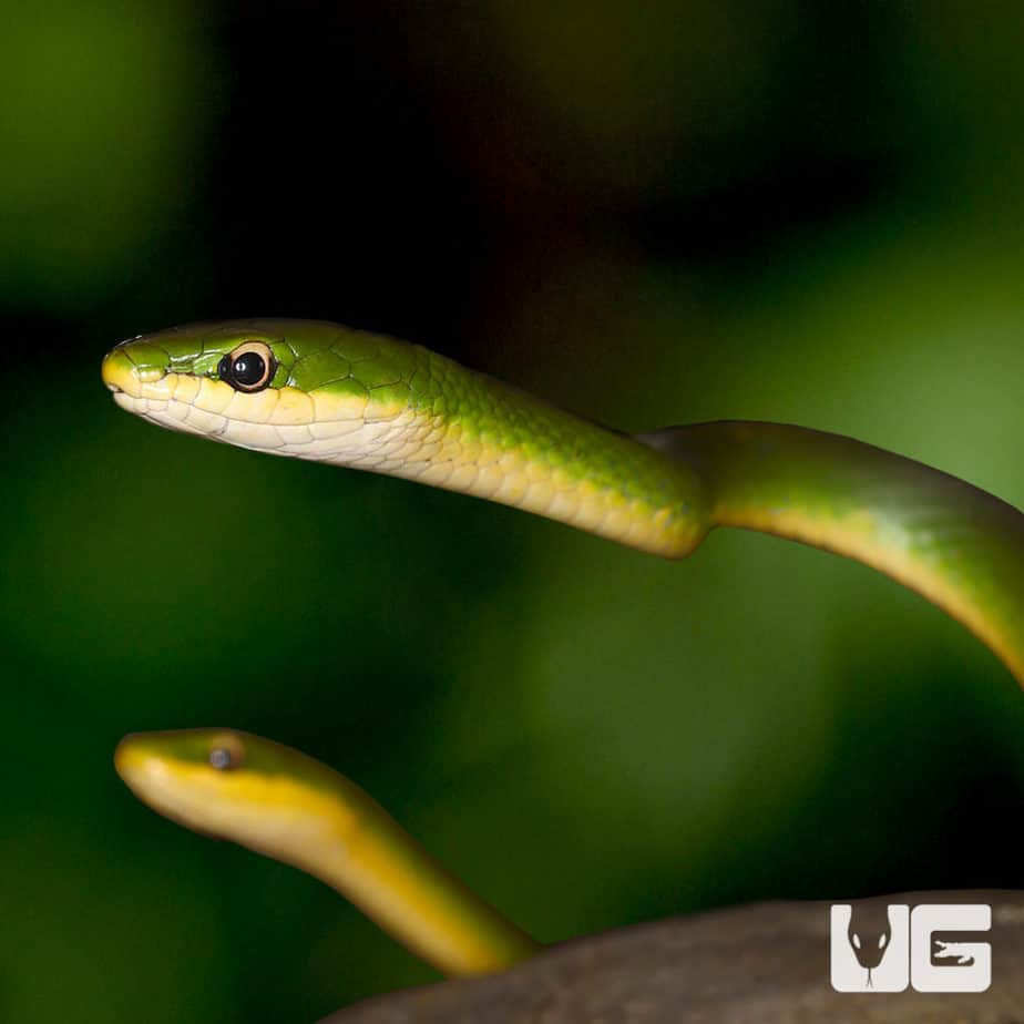 Rough Green Snake (Opheodrys aestivus) For Sale - Underground Reptiles