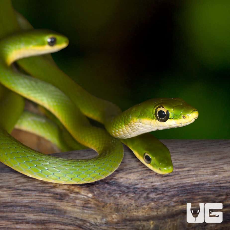 Rough Green Snake (Opheodrys aestivus) For Sale - Underground Reptiles
