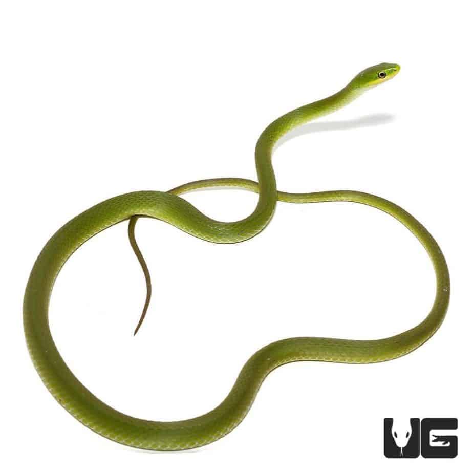 Rough Green Snake (Opheodrys aestivus) For Sale - Underground Reptiles