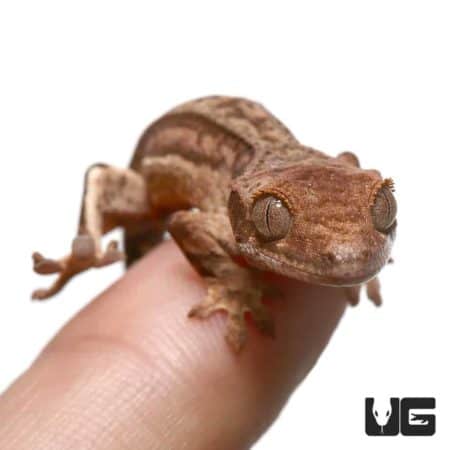 Baby Phantom Reverse Pinstripe Extreme Porthole Crested Gecko For Sale ...