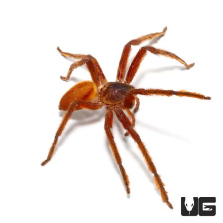 Giant Huntsman Spider (Heteropoda venatoria) For Sale - Underground ...