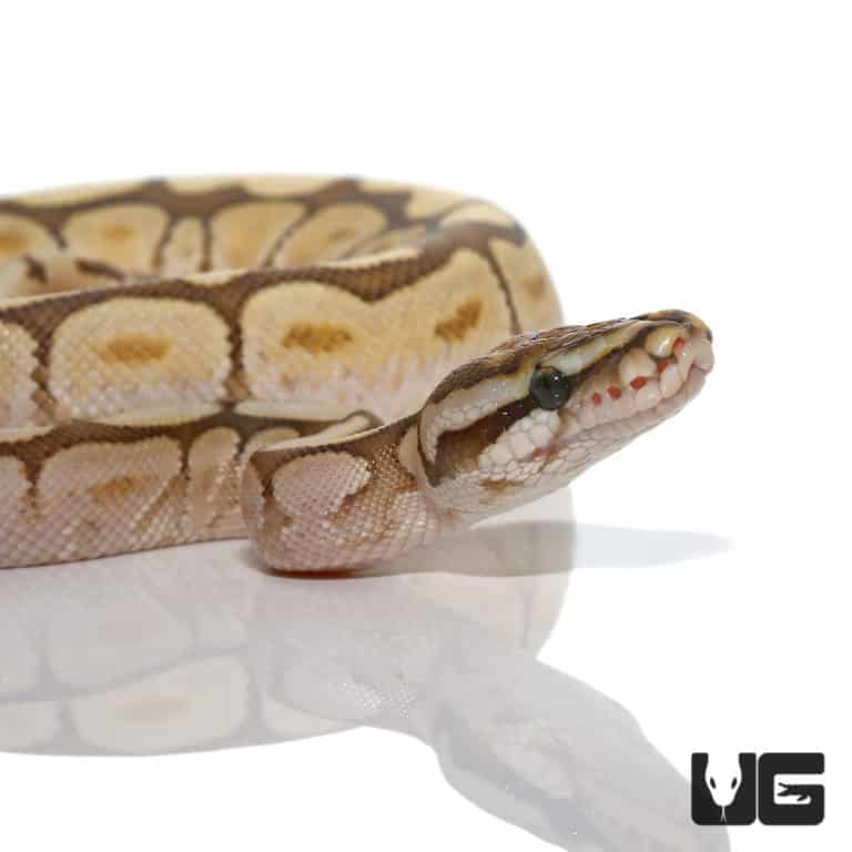 2018 Lavender Albino Spider Ball Python For Sale - Underground Reptiles