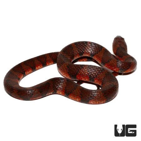 Suriname Brown Banded Water Snake For Sale - Underground Reptiles