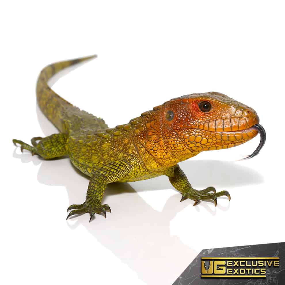 Captive Bred Tegus For Sale - Underground Reptiles