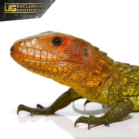 Baby Caiman Lizards (Dracaena guianensis) For Sale - Underground Reptiles