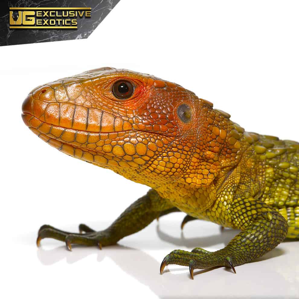 Baby Caiman Lizards (Dracaena guianensis) For Sale - Underground Reptiles