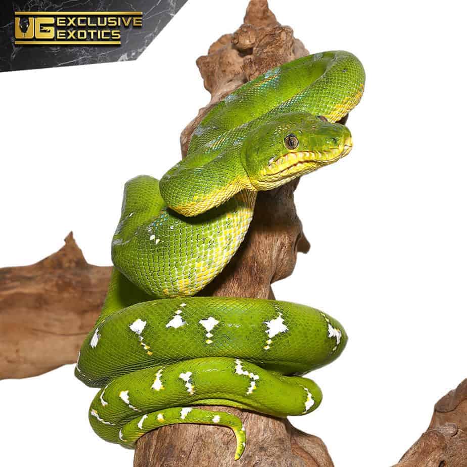 Emerald Tree Boas For Sale - Underground Reptiles