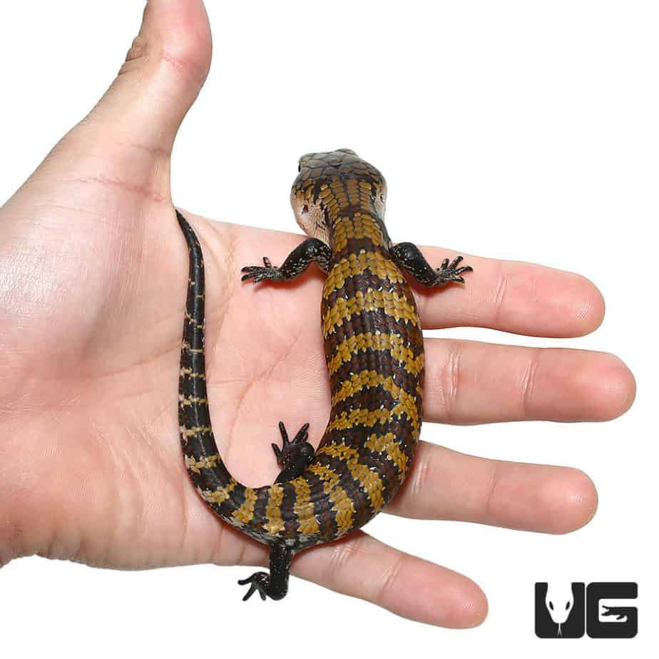 Baby Aru Blue Tongue Skinks (T. scincoides chimaerea) For Sale ...
