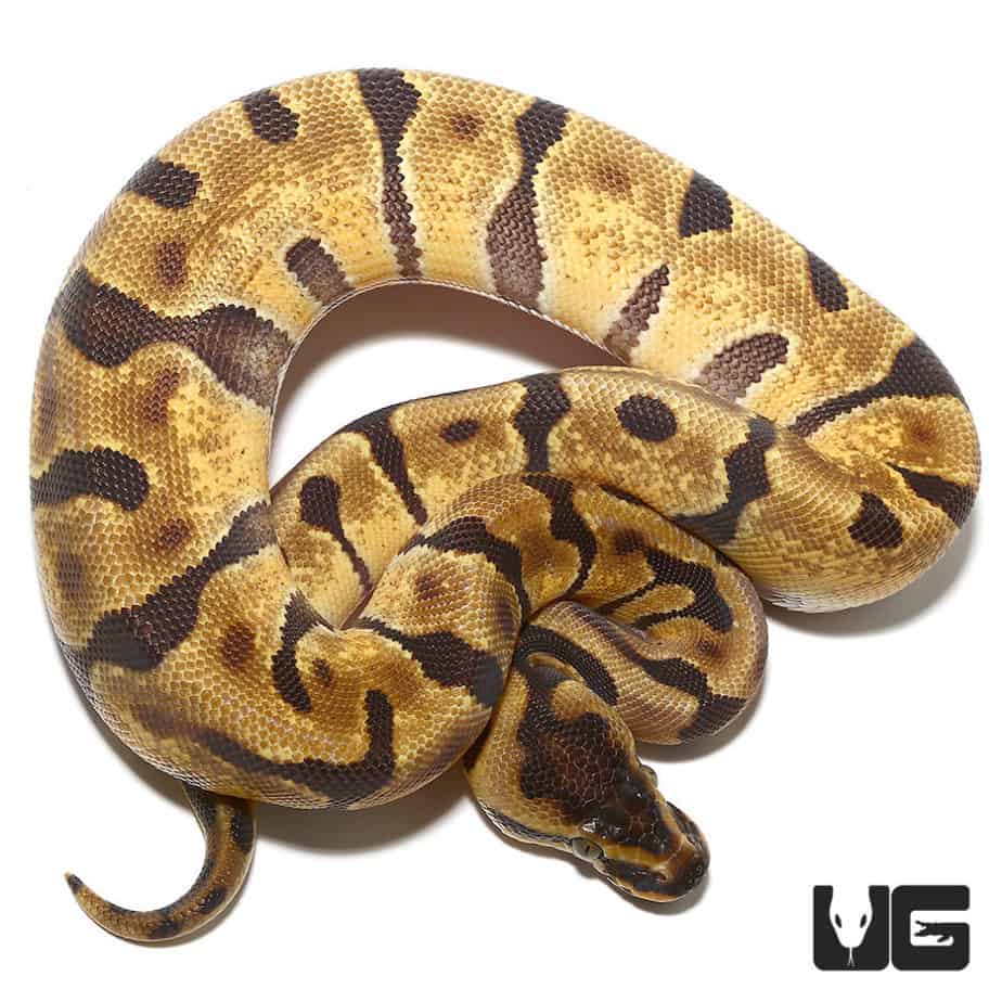 Ball Pythons For Sale - Underground Reptiles