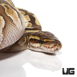 Ball Pythons For Sale - Underground Reptiles
