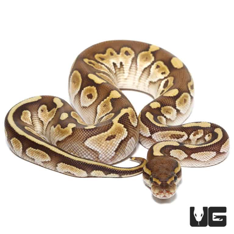 Baby Banana Enchi Pied Ball Python For Sale - Underground Reptiles