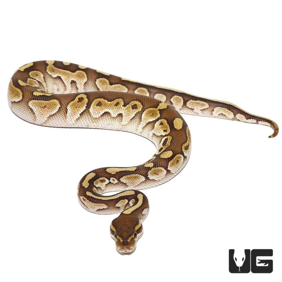 Baby Banana Enchi Pied Ball Python For Sale - Underground Reptiles
