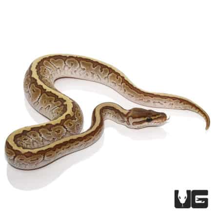 Ball Pythons For Sale - Underground Reptiles
