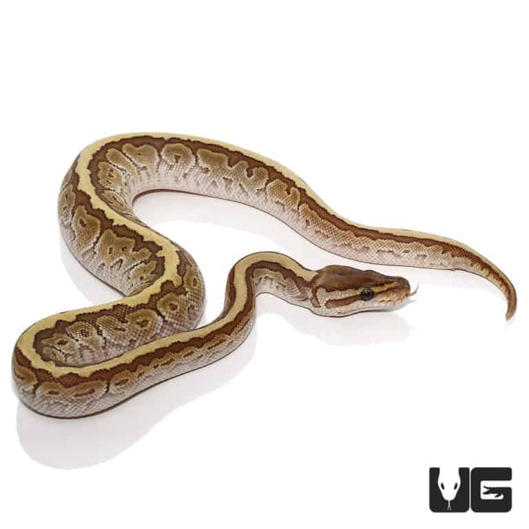 Ball Pythons For Sale - Underground Reptiles