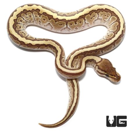 Baby Lesser Pinstripe Ball Python (Python regius) For Sale ...