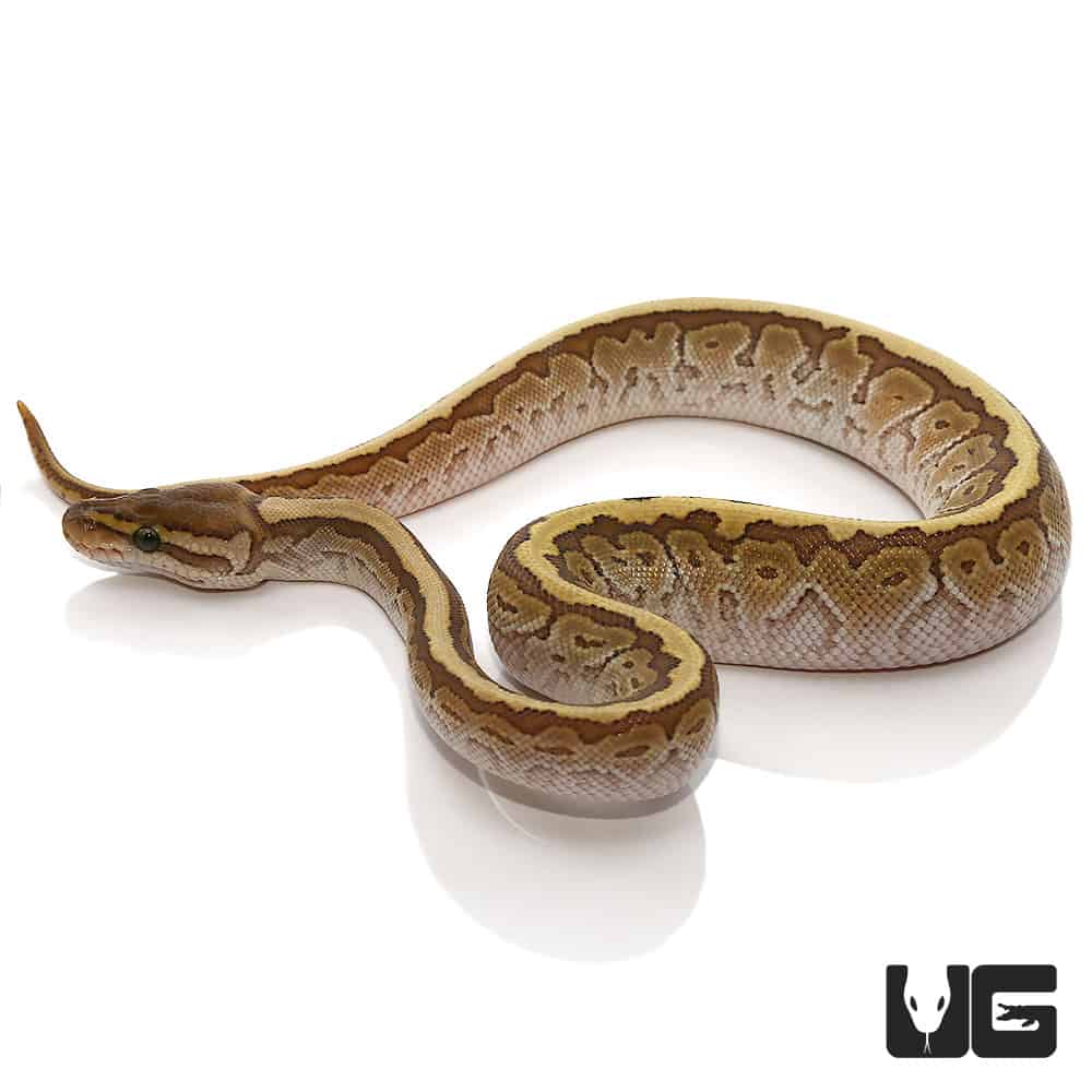 Baby Lesser Pinstripe Ball Python (Python regius) For Sale ...