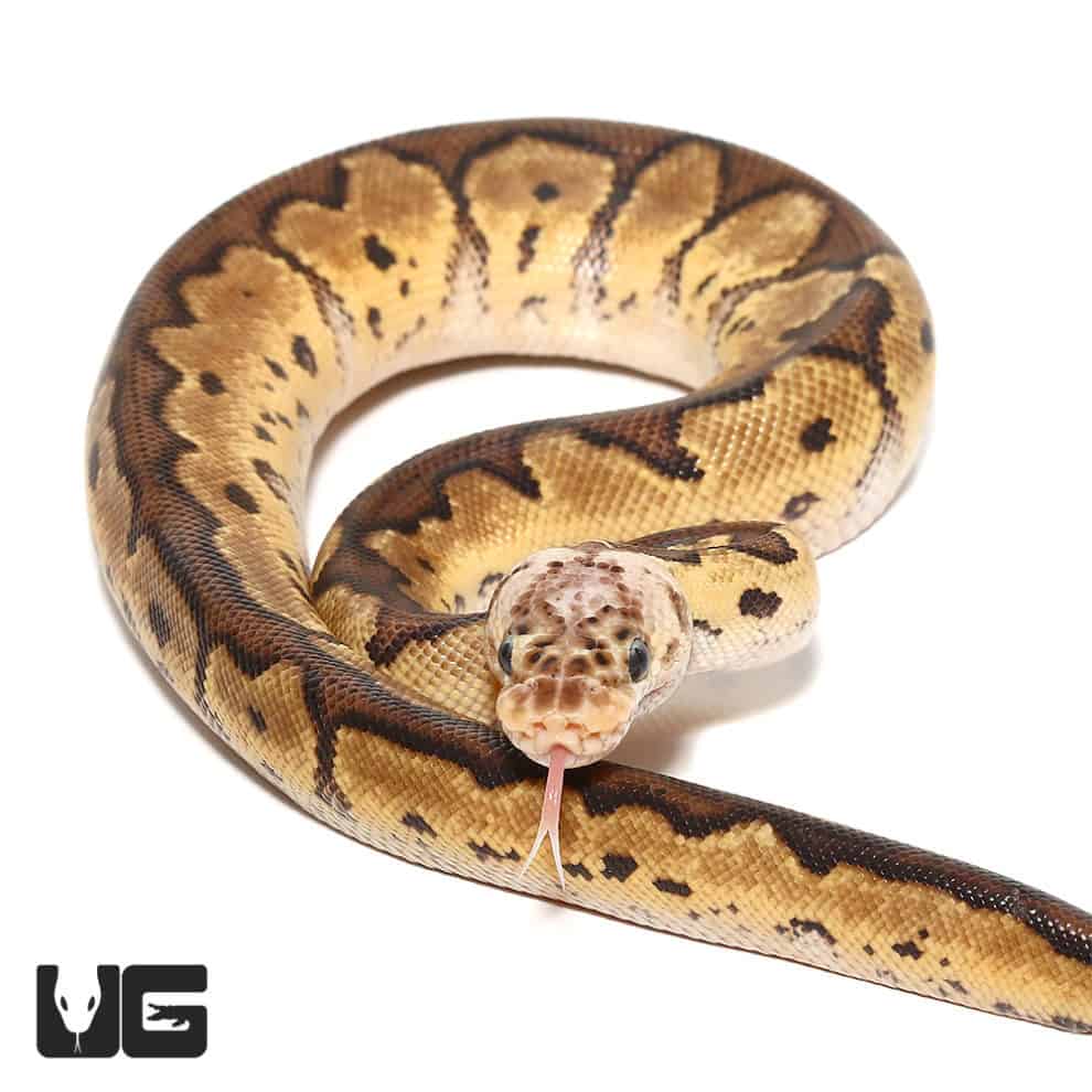 Ball Pythons For Sale - Underground Reptiles