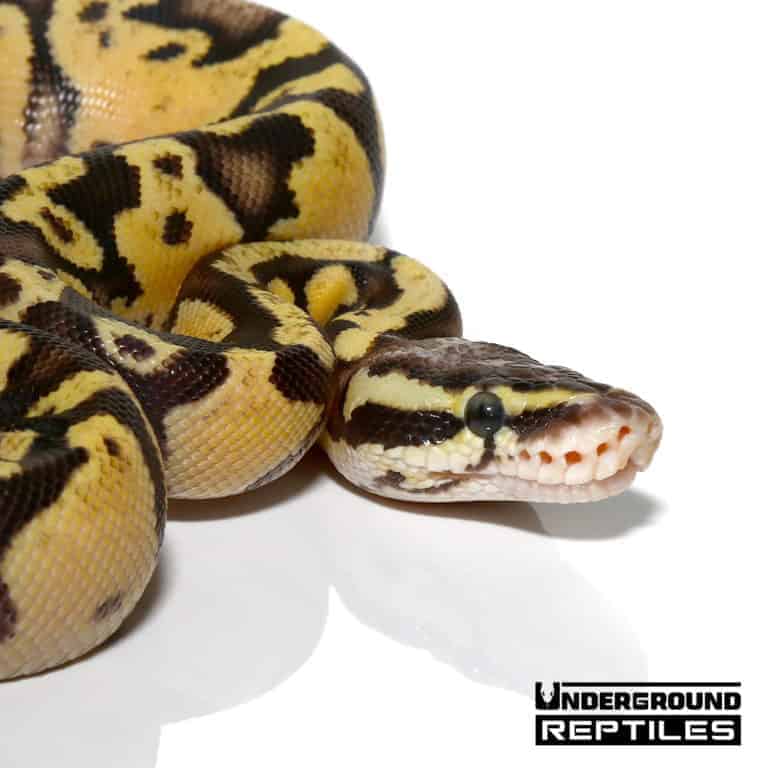 Ball Pythons For Sale - Underground Reptiles