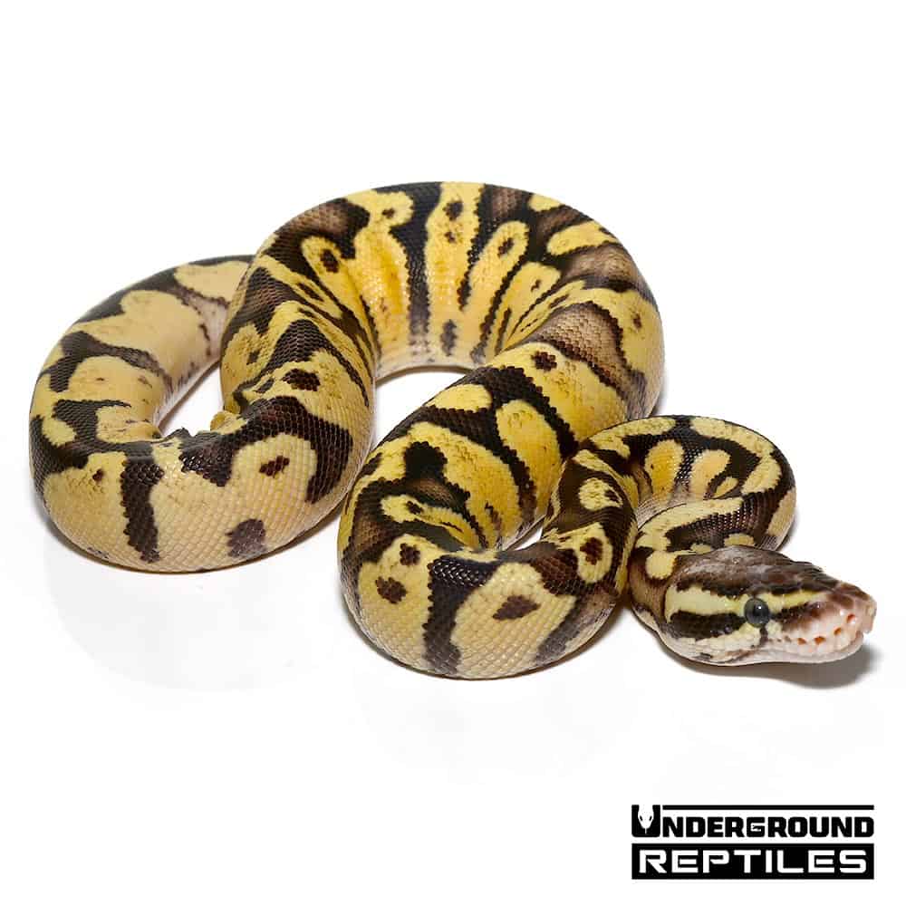 Baby Super Pastel Ball Python (Python regius) for sale - Underground ...