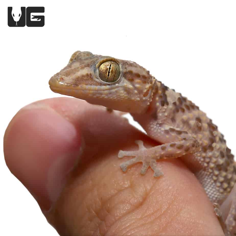 Other Geckos For Sale - Underground Reptiles