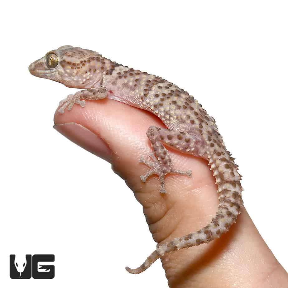 Mocquard's Madagascar Ground Geckos (Paroedura bastardi) For Sale ...