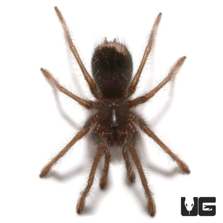 Bolivian Blue Leg Birdeater Tarantula (1'') - Underground Reptiles