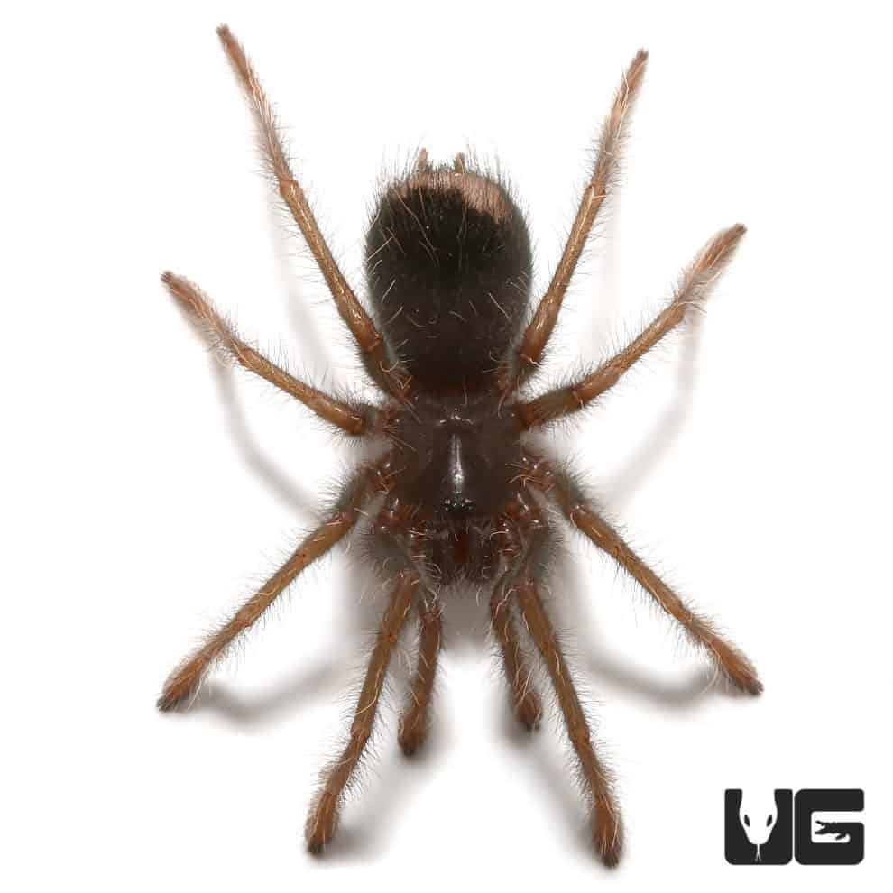 Bolivian Blue Leg Birdeater Tarantula (1'') - Underground Reptiles