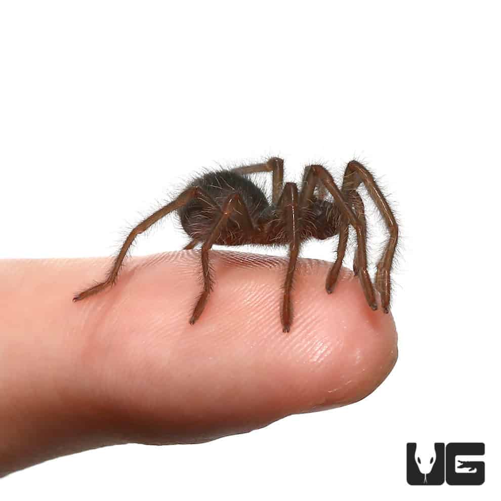 Bolivian Blue Leg Birdeater Tarantula (1'') - Underground Reptiles