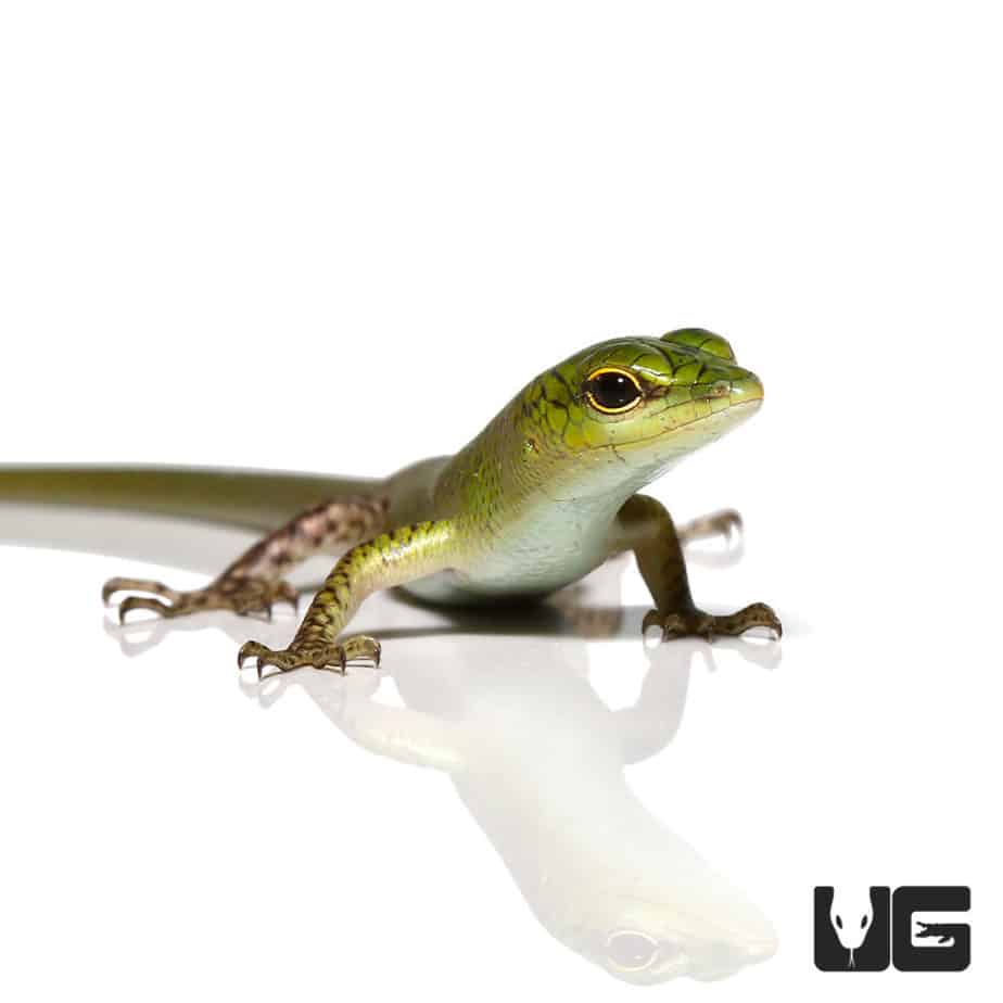 Emerald Tree Skinks For Sale - Underground Reptiles