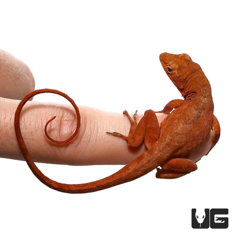 Lizards For Sale - Underground Reptiles