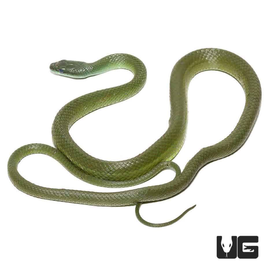 Suriname Green Racer Snakes For Sale - Underground Reptiles