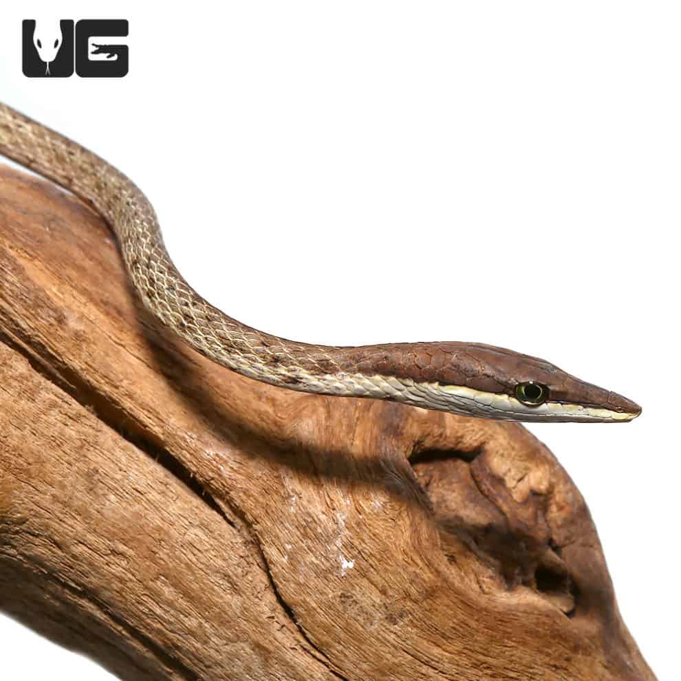 New Reptiles & Amphibians - Underground Reptiles