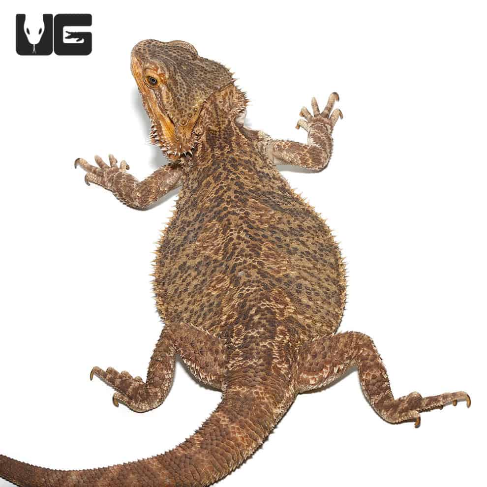 Adult Bearded Dragon (Pogona vitticeps) For Sale - Underground Reptiles