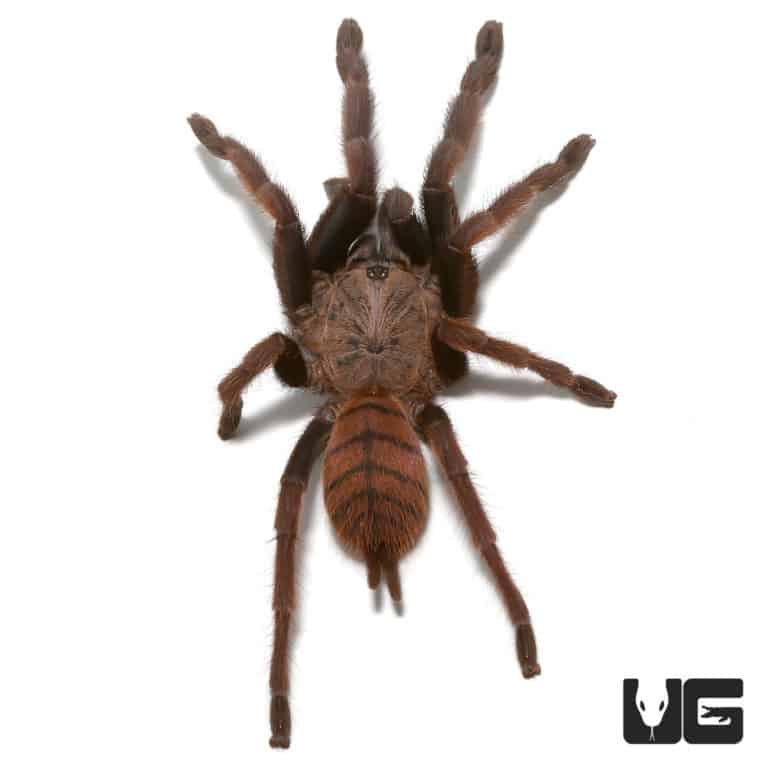Tarantulas & Spiders For Sale - Page 7 of 31 - Underground Reptiles