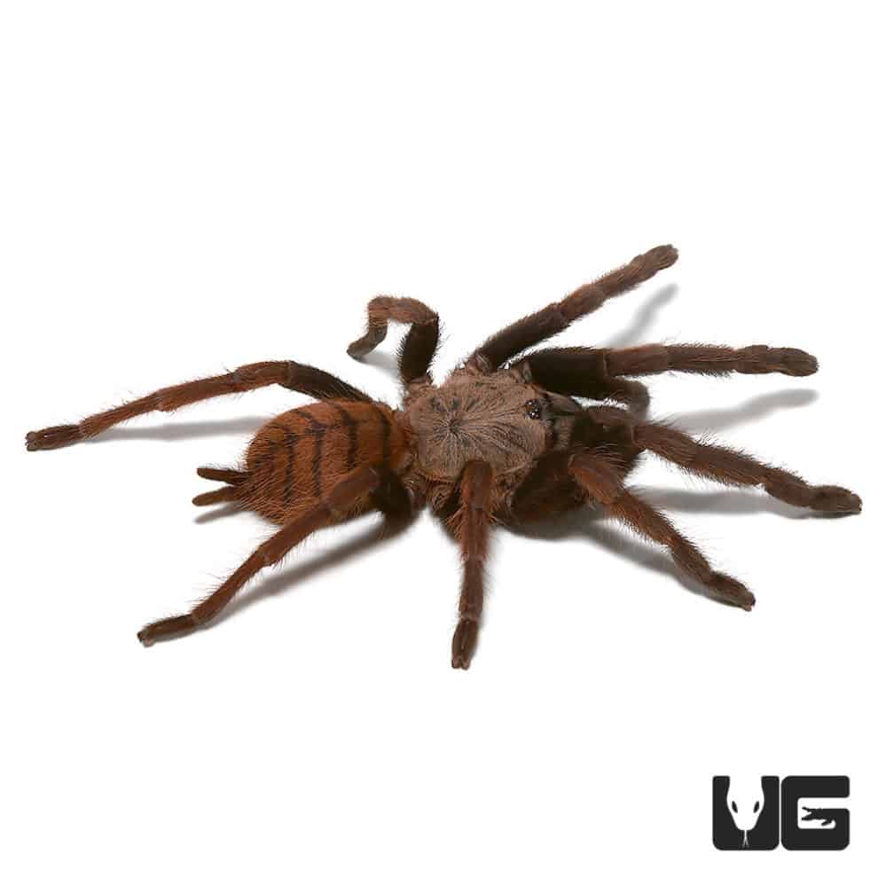 Indian Violet Tarantulas For Sale - Underground Reptiles