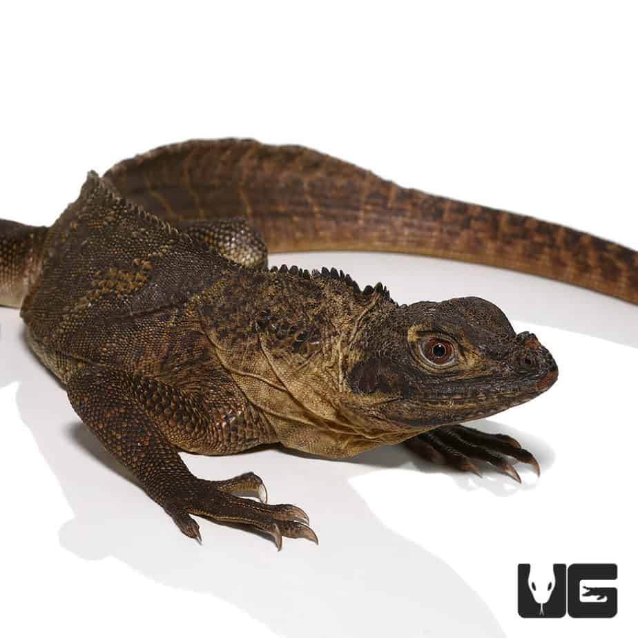 Baby Weber's Sailfin Dragons For Sale - Underground Reptiles