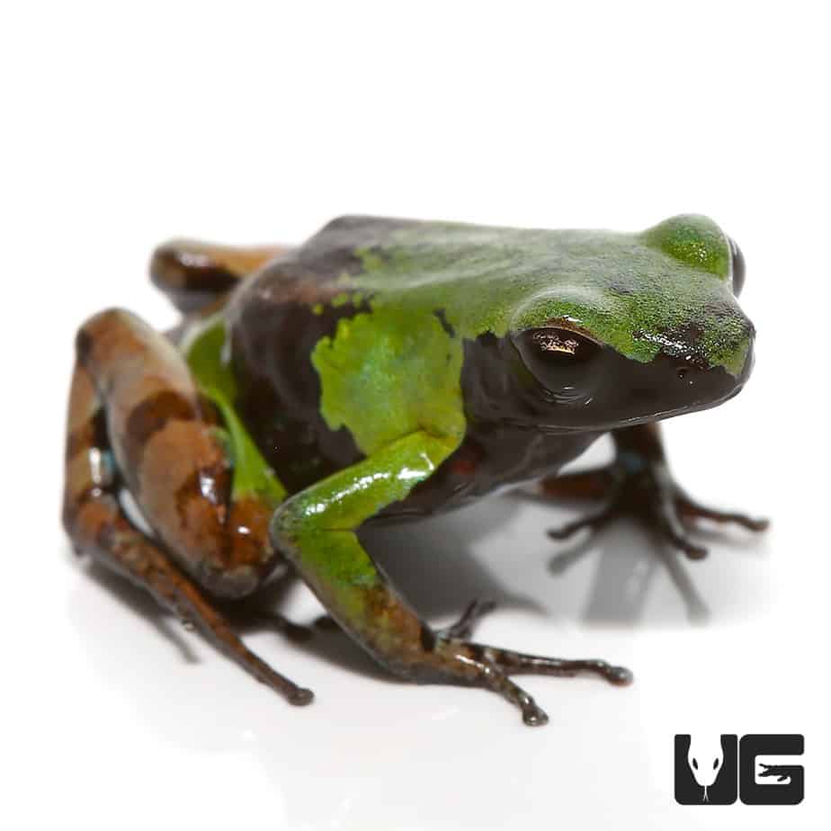 Dart Frogs and Mantellas For Sale - Underground Reptiles