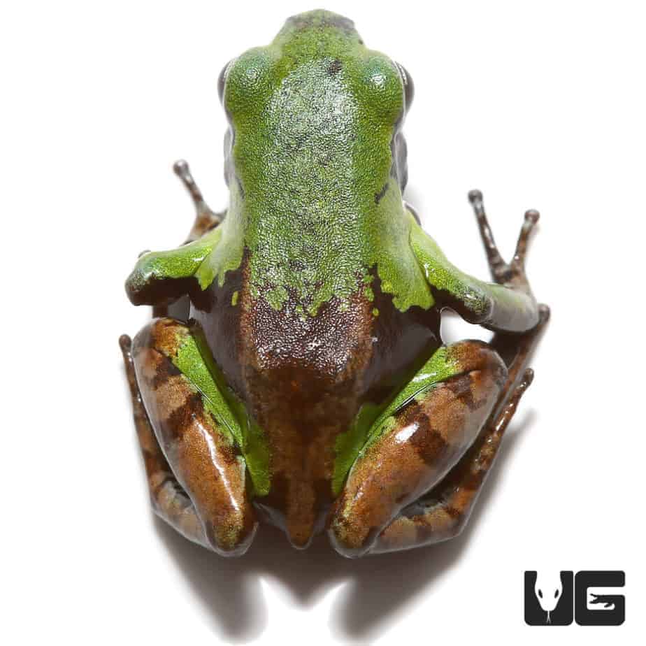 Dart Frogs and Mantellas For Sale - Underground Reptiles