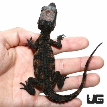 Crocodilians For Sale - Underground Reptiles