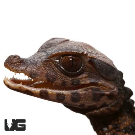 Hatchling Dwarf Caimans (Paleosuchus palpebrosus) For Sale ...