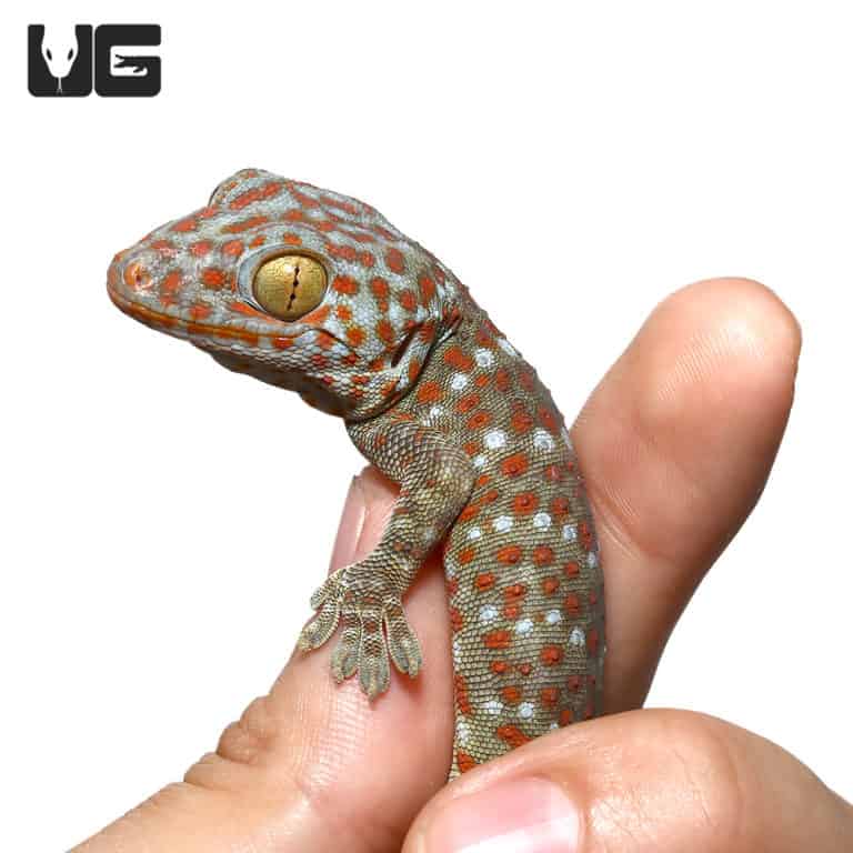 Other Geckos For Sale - Underground Reptiles