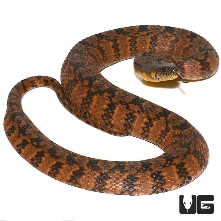 Diamondback Water Snake For Sale - Underground Reptiles