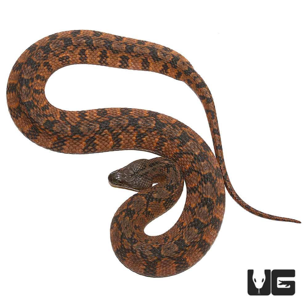 Diamondback Water Snake For Sale - Underground Reptiles