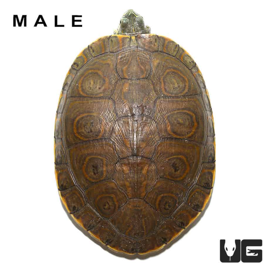 Pair Nicaraguan Ornate Slider Turtles (Trachemys emoli) For Sale ...