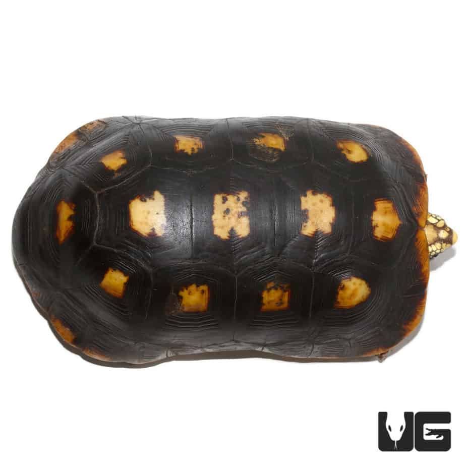 Redfoot Tortoise For Sale - Underground Reptiles